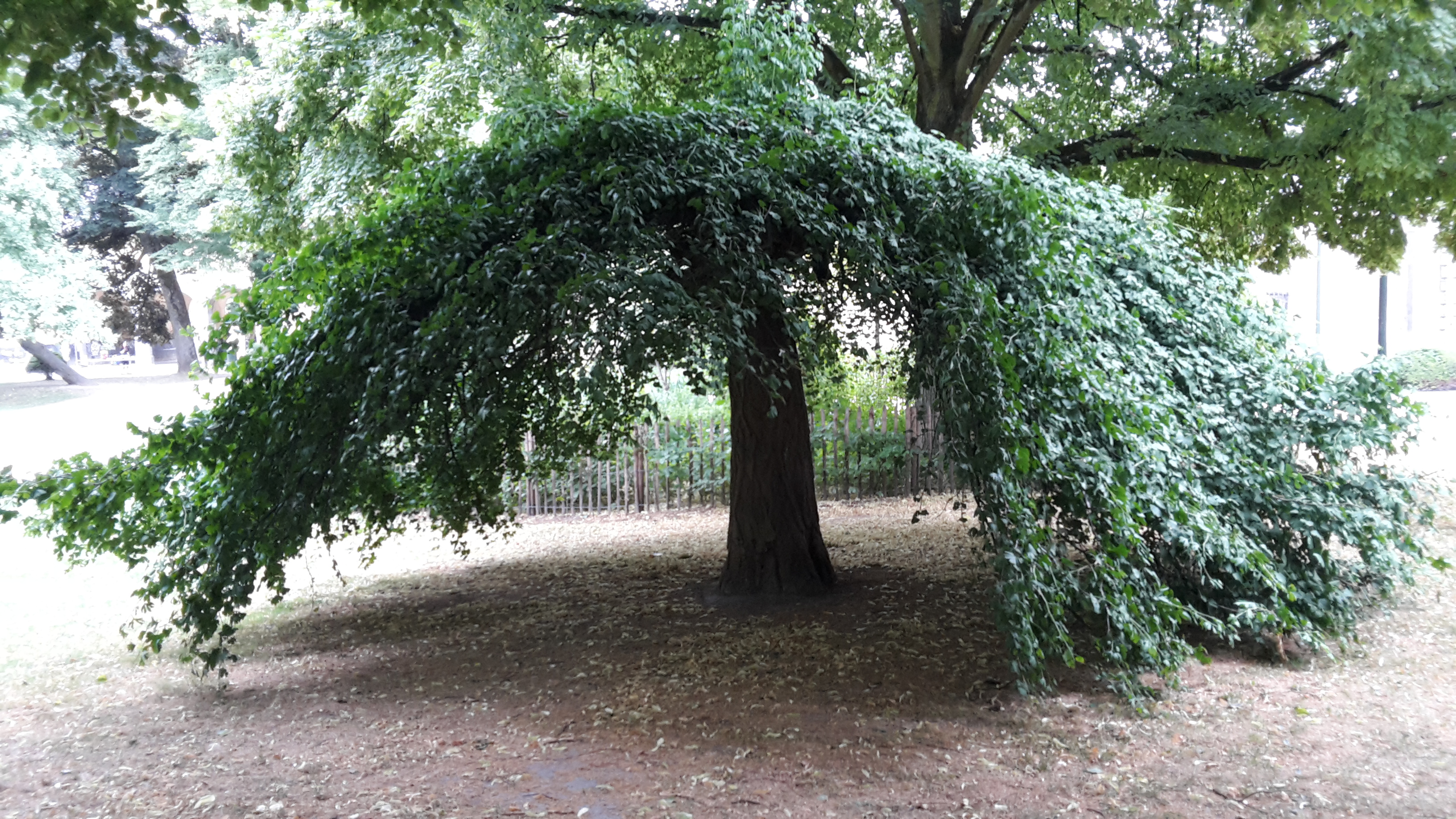 - Ginkgo biloba - Wood Wide Web